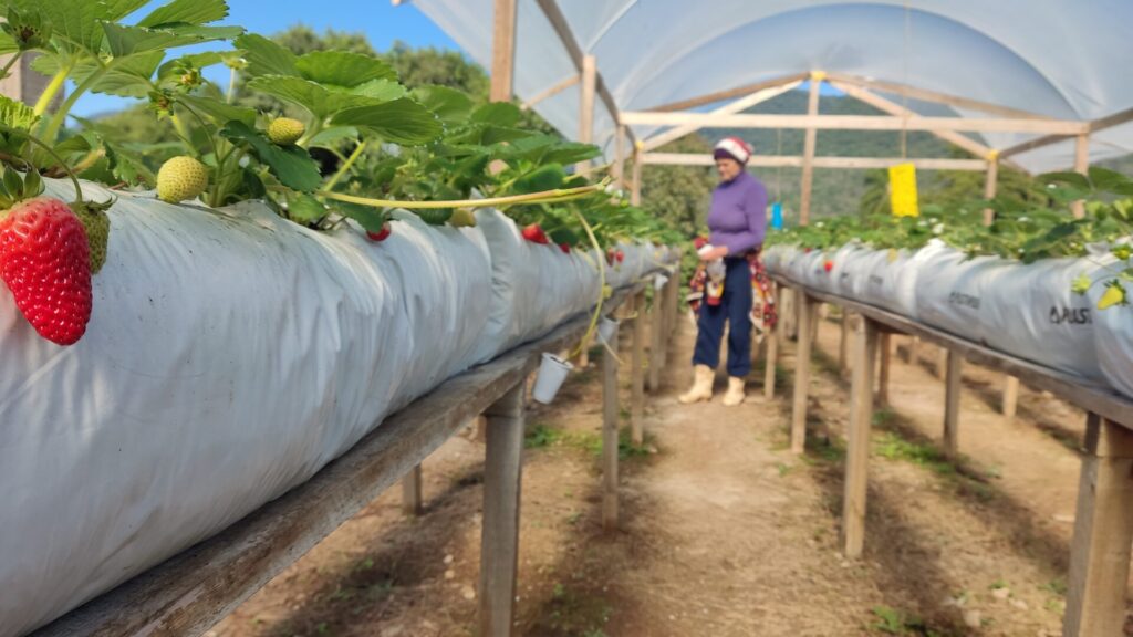 Agricultoras de Travesseiro impulsionam produção de morangos orgânicos ...
