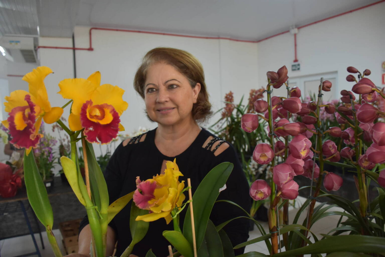 Conheça Susete, uma apaixonada por orquídeas que abriga 15 mil plantas