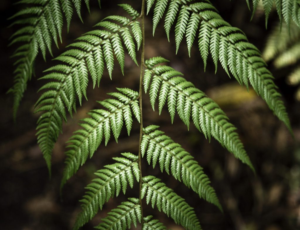 Samambaias: dicas essenciais para manter suas plantas sempre saudáveis