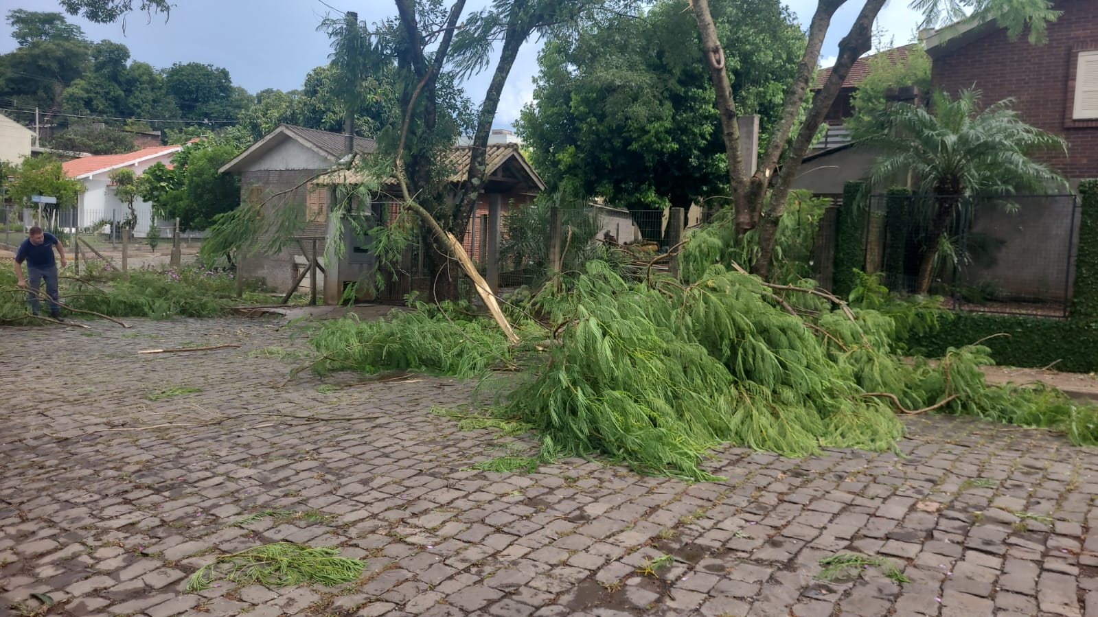Temporal causa destelhamentos e queda de árvores em Estrela