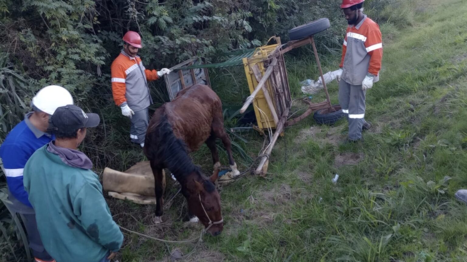 Égua com sinais de maus-tratos é resgatada após carroça cair em valeta ...